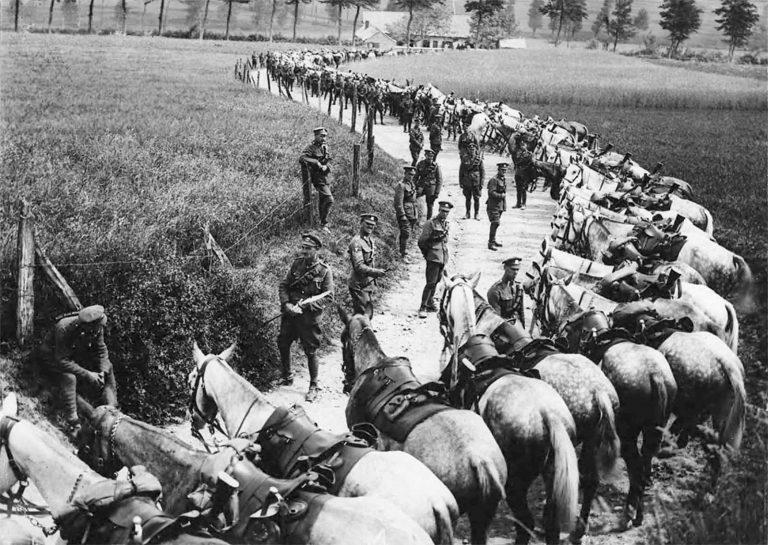 Mules & Donkeys of World War 1 – World War 1